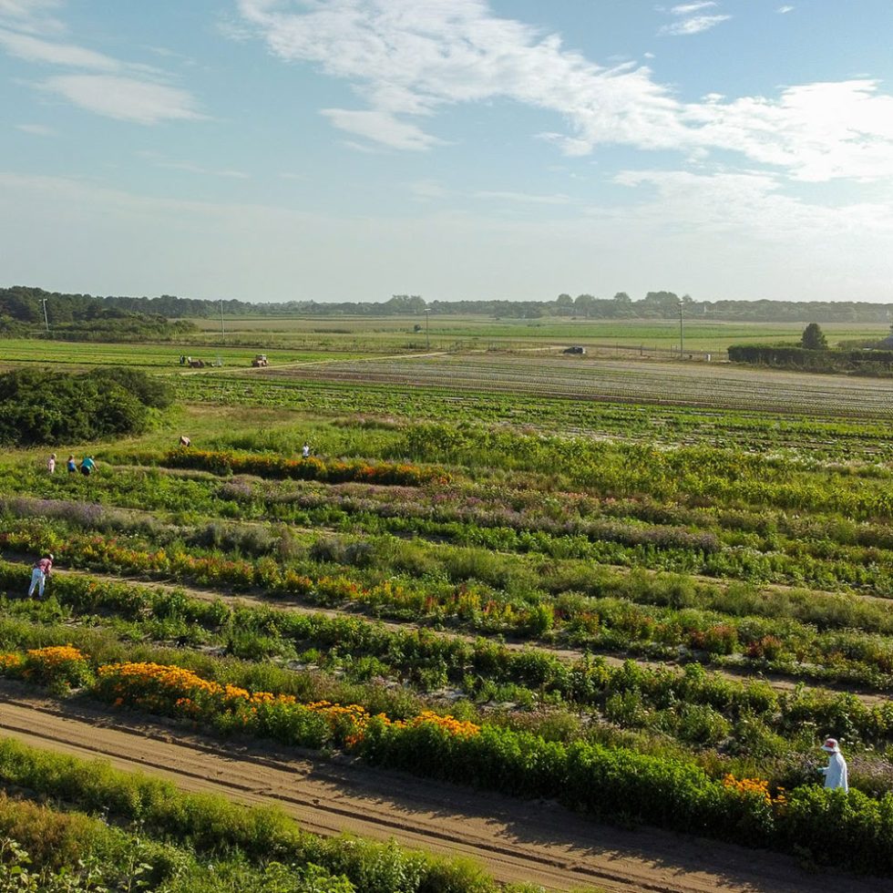 Local Nantucket Farm | Bartlett's Farm