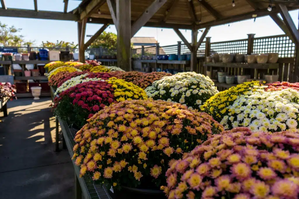 Fall Harvest – Farm Grown Mums - Bartlett's Farm