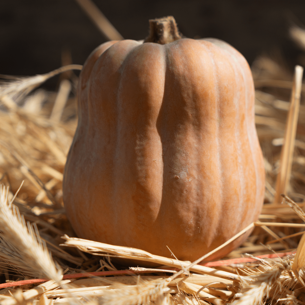 A Winter Squash Guide - Bartlett's Farm