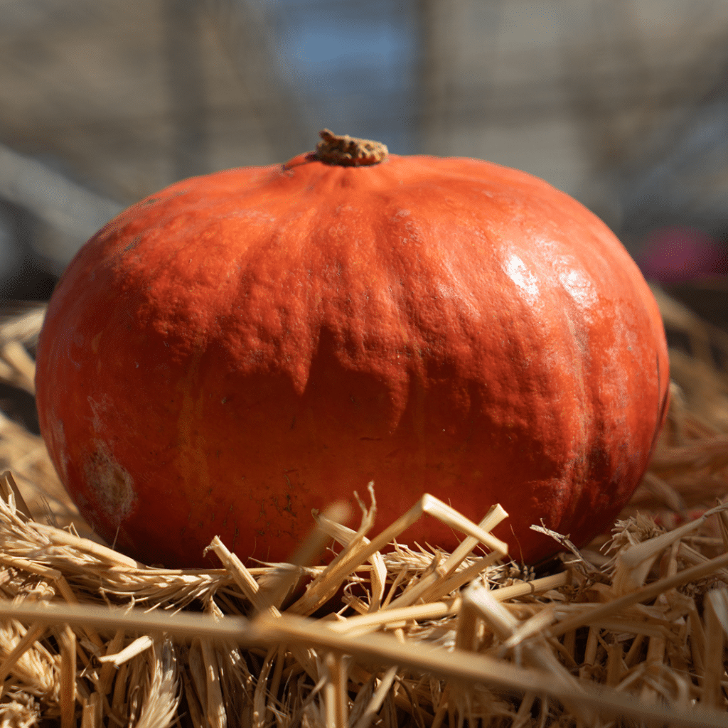 A Winter Squash Guide - Bartlett's Farm